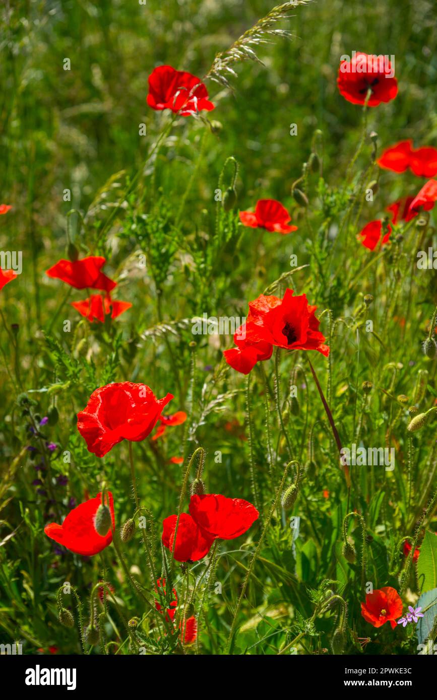 Poppy red fondo hi-res stock photography and images - Alamy