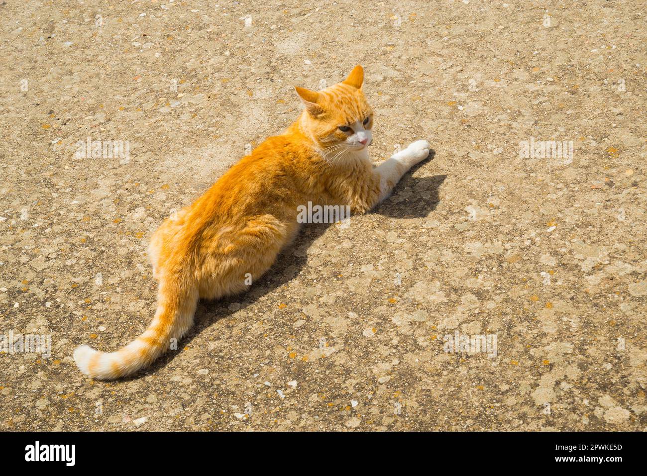 Tabby and white cat lying Stock Photo - Alamy