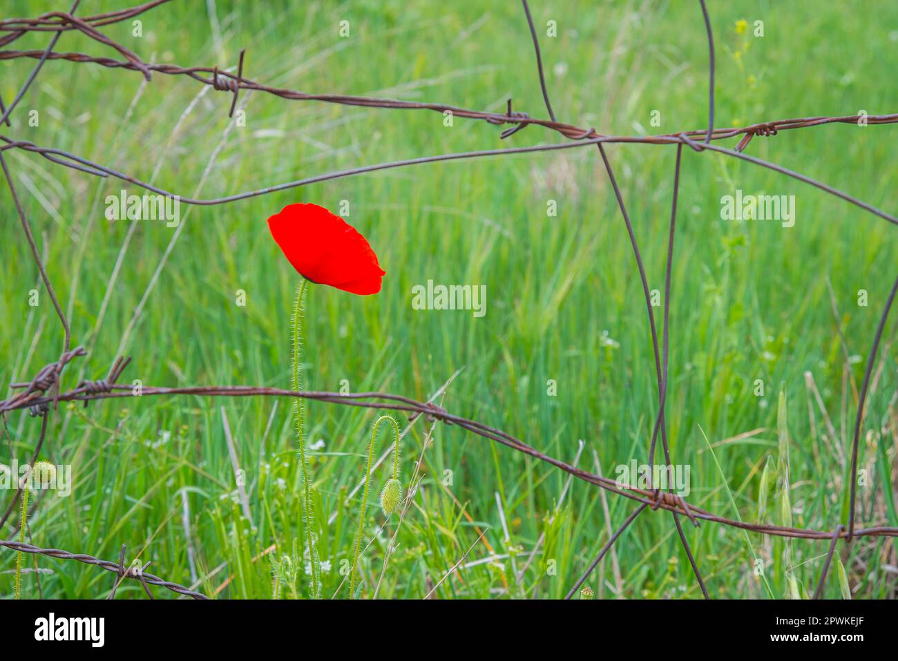 Poppy flower behind a barbed wire Stock Photo - Alamy