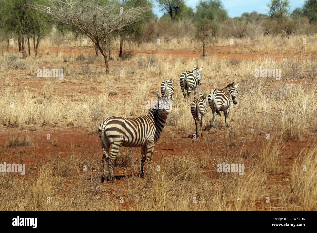 Burchell's Zebra in Kenya, Africa Stock Photo - Alamy