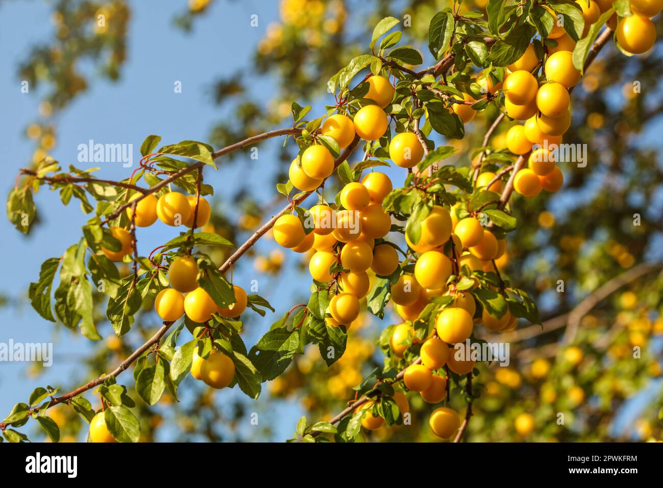 Ripe yellow mirabelle plums on tree branches. (Prunus domestica syriaca ...