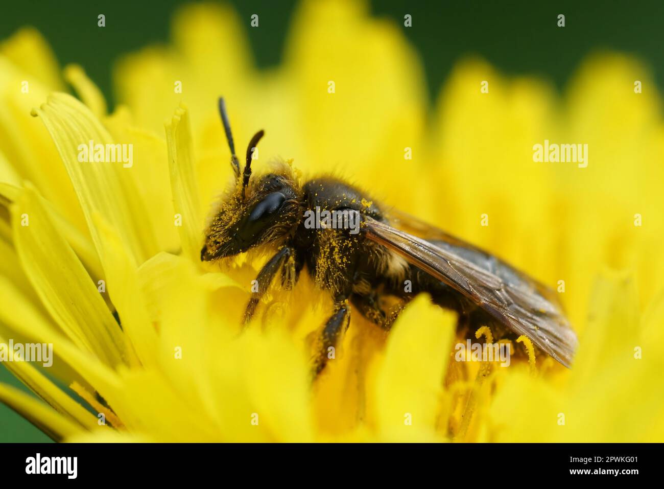 Natural closeup on a Buff-tailed Mining Bee, Andrena humilis sitting on ...