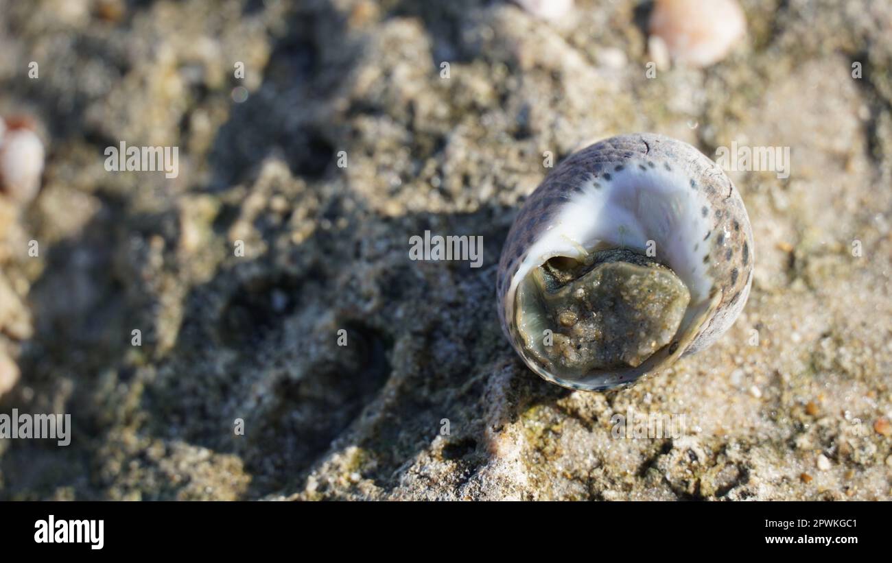 Close up view of sea snail in shells on rock Stock Photo - Alamy