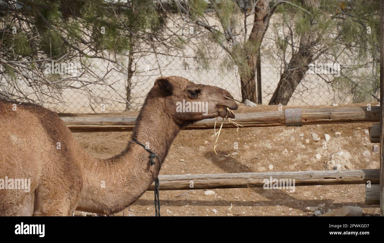 A young dromedary, Camelus dromedarius, also called Arabian camel, one ...