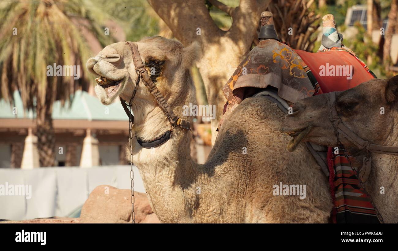 Camel with colorful saddle. Eilat , Israel Stock Photo - Alamy