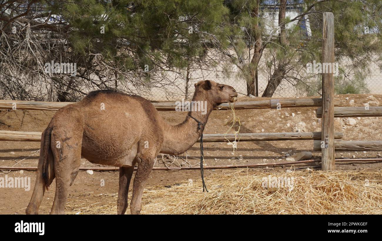 A young dromedary, Camelus dromedarius, also called Arabian camel, one ...
