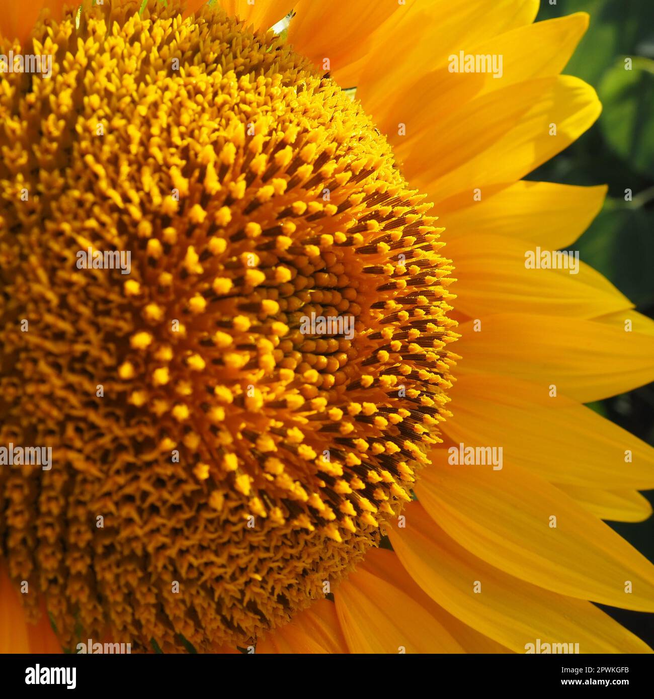 The Helianthus sunflower is a genus of plants in the Asteraceae family ...
