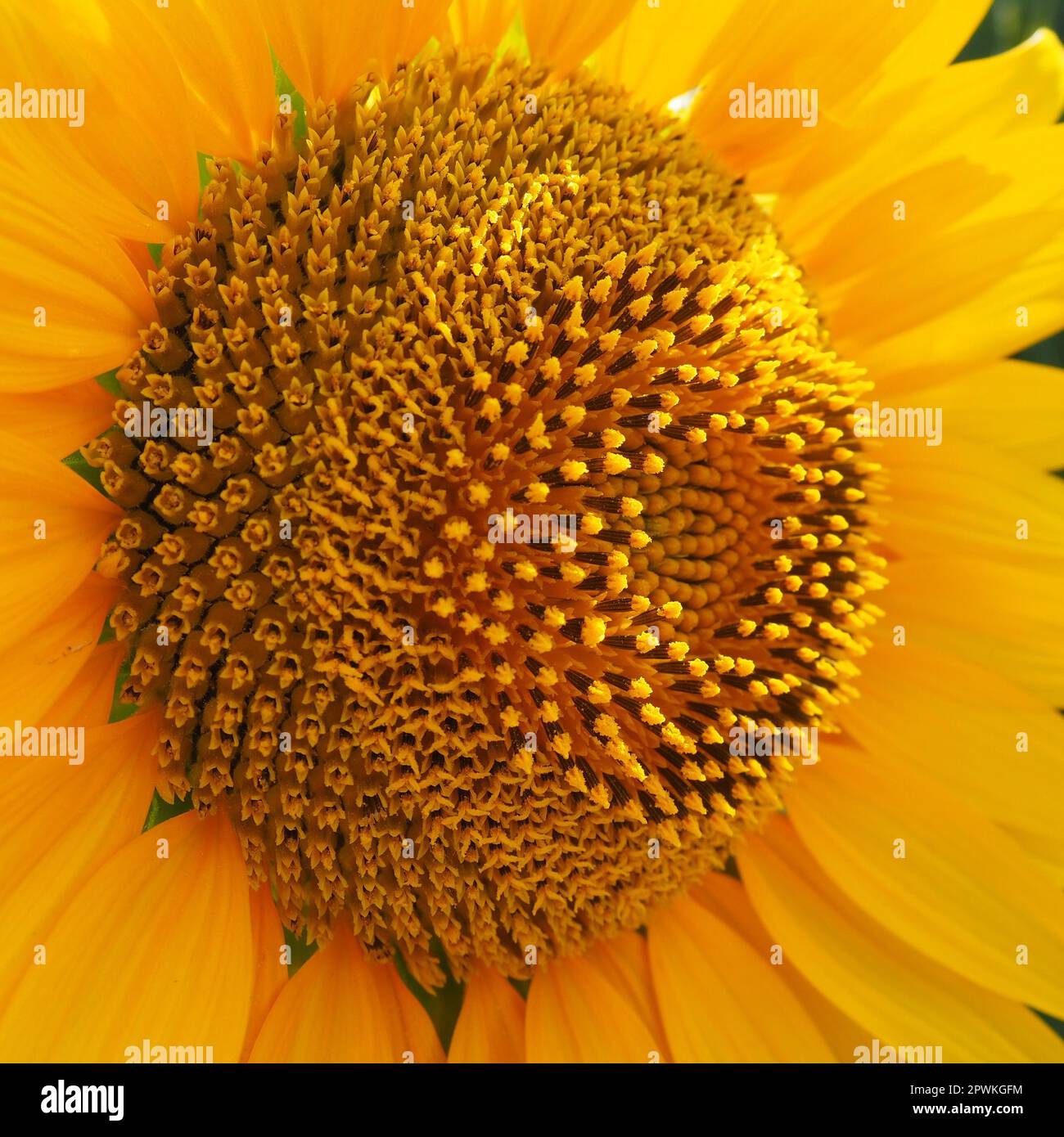 The Helianthus sunflower is a genus of plants in the Asteraceae family ...