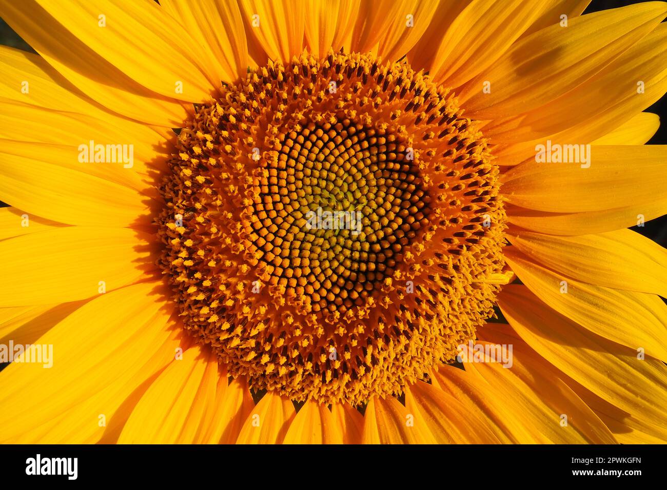 The Helianthus sunflower is a genus of plants in the Asteraceae family ...