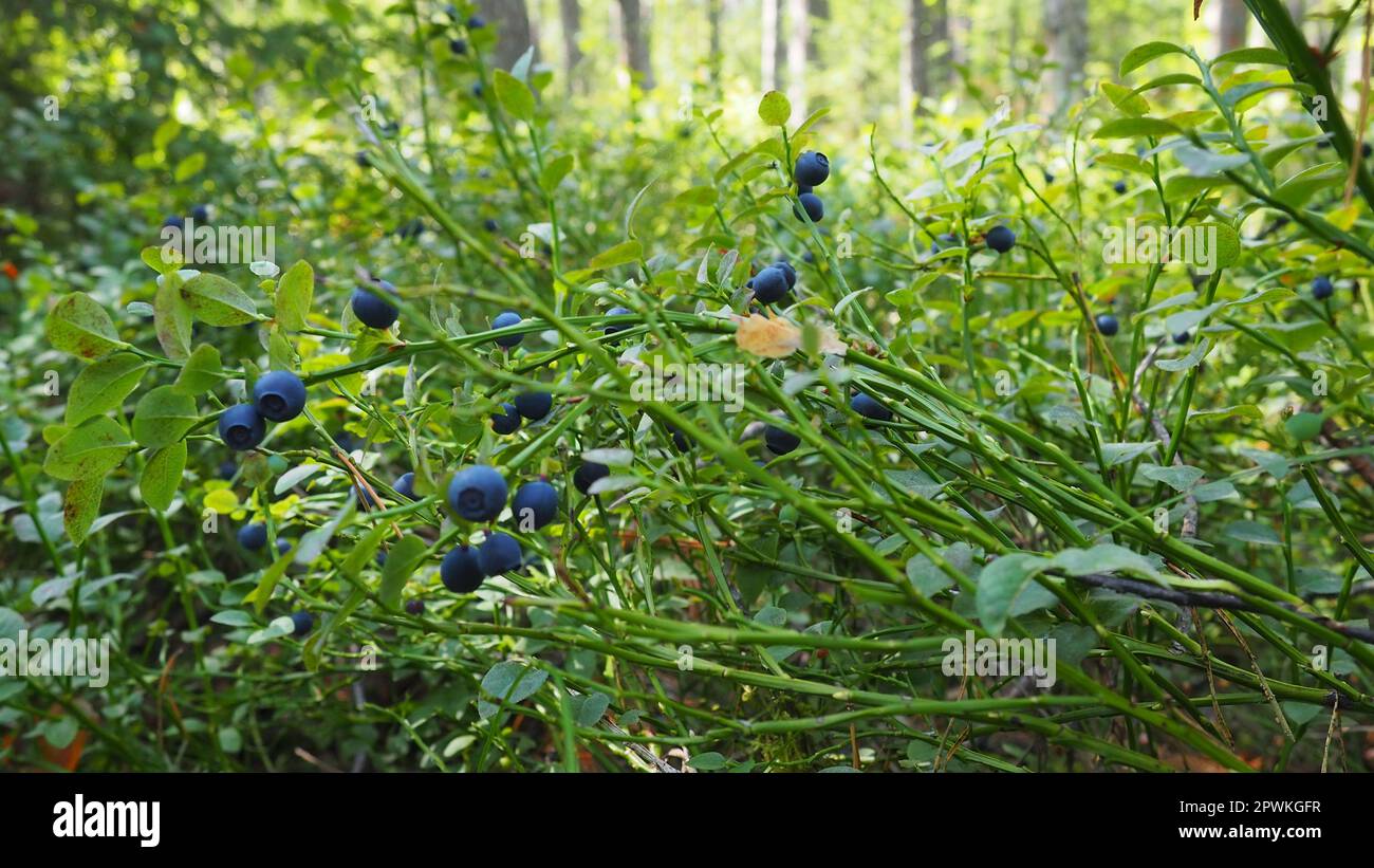 Blueberry, or Blueberry myrtle Vaccinium myrtillus, a low-growing shrub ...