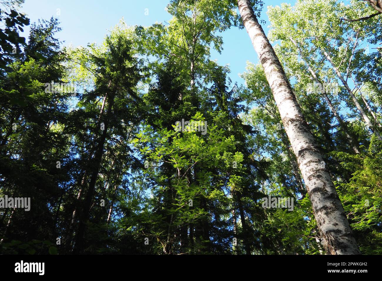 Taiga biome dominated by coniferous forests. Picea spruce, genus of ...