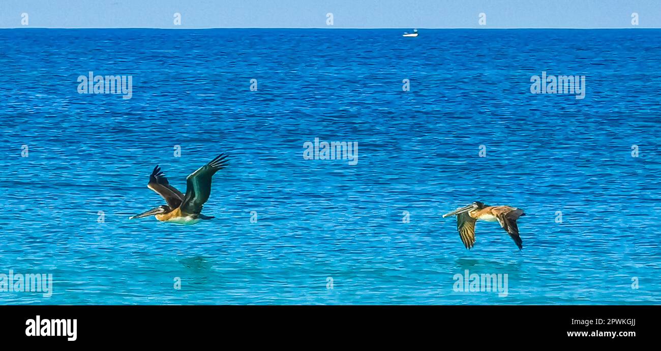 Beautiful pelican bird pelicans birds flying over the sea in Zicatela ...