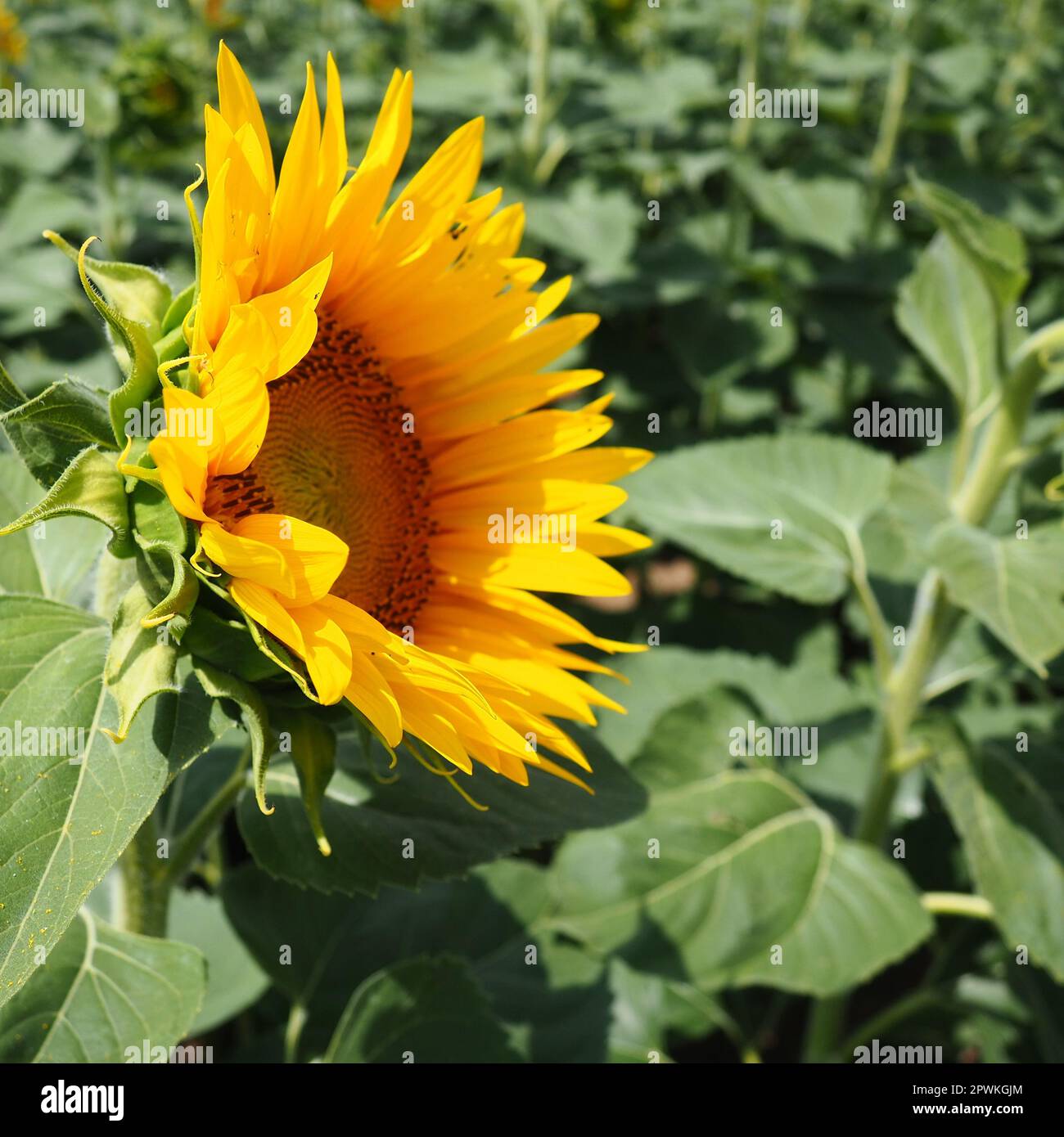 The Helianthus sunflower is a genus of plants in the Asteraceae family ...