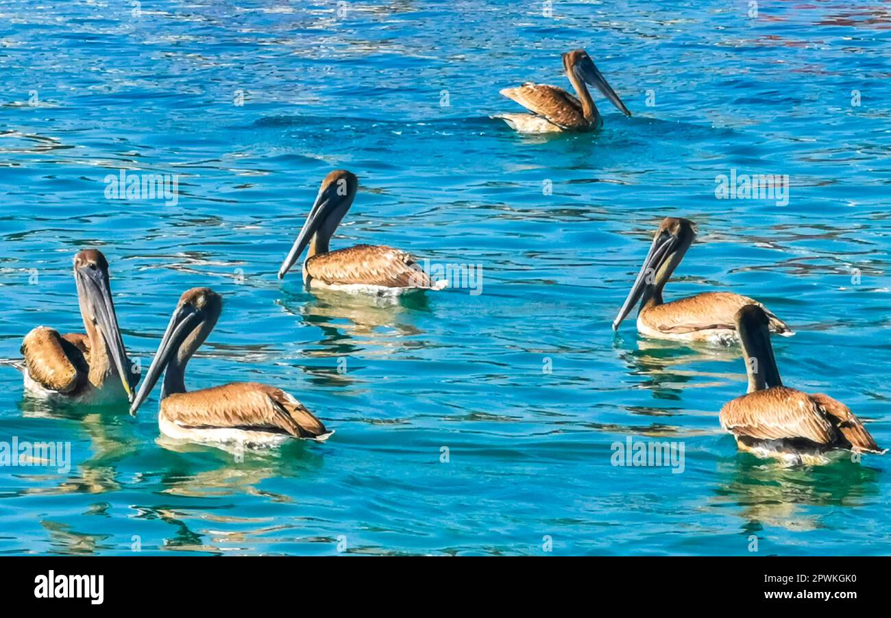 Pelican bird pelicans birds swim in water and drift by waves in ...