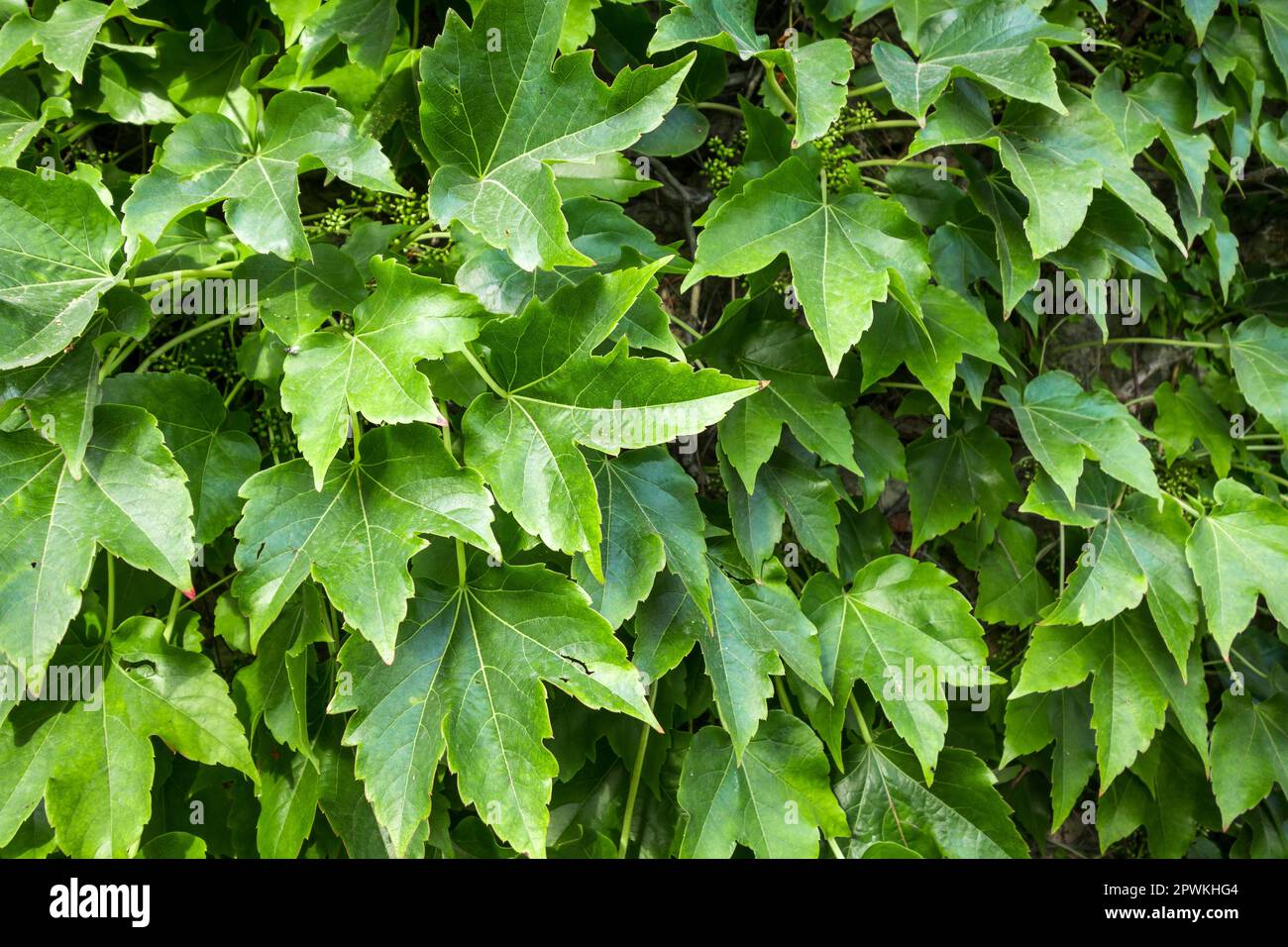 Climbing ivy background texture. Green foliage wallpaper Stock Photo ...