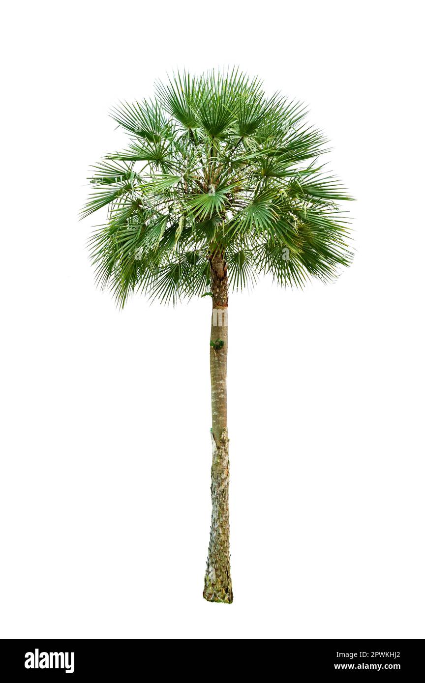 Palm tree wood gardening white background Isolates Stock Photo - Alamy