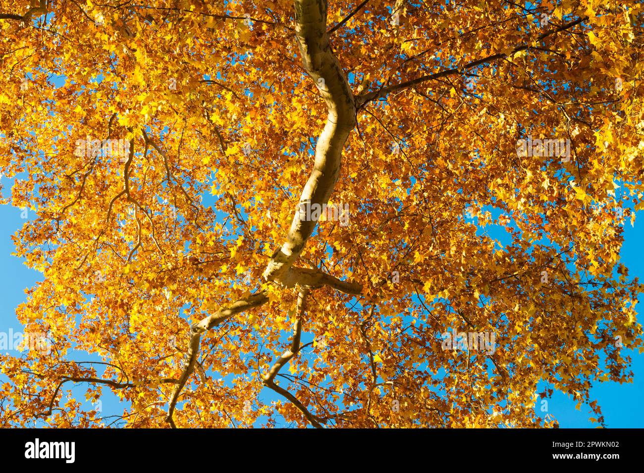 The canopy of the crown of a deciduous tree shining yellow in the ...