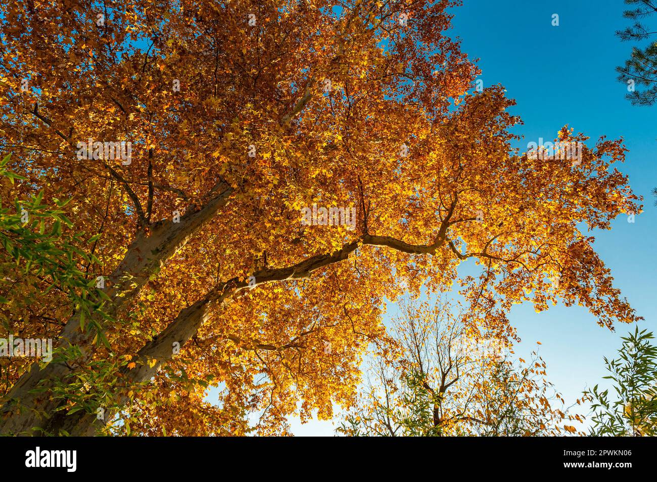 The canopy of the crown of a deciduous tree shining yellow in the ...