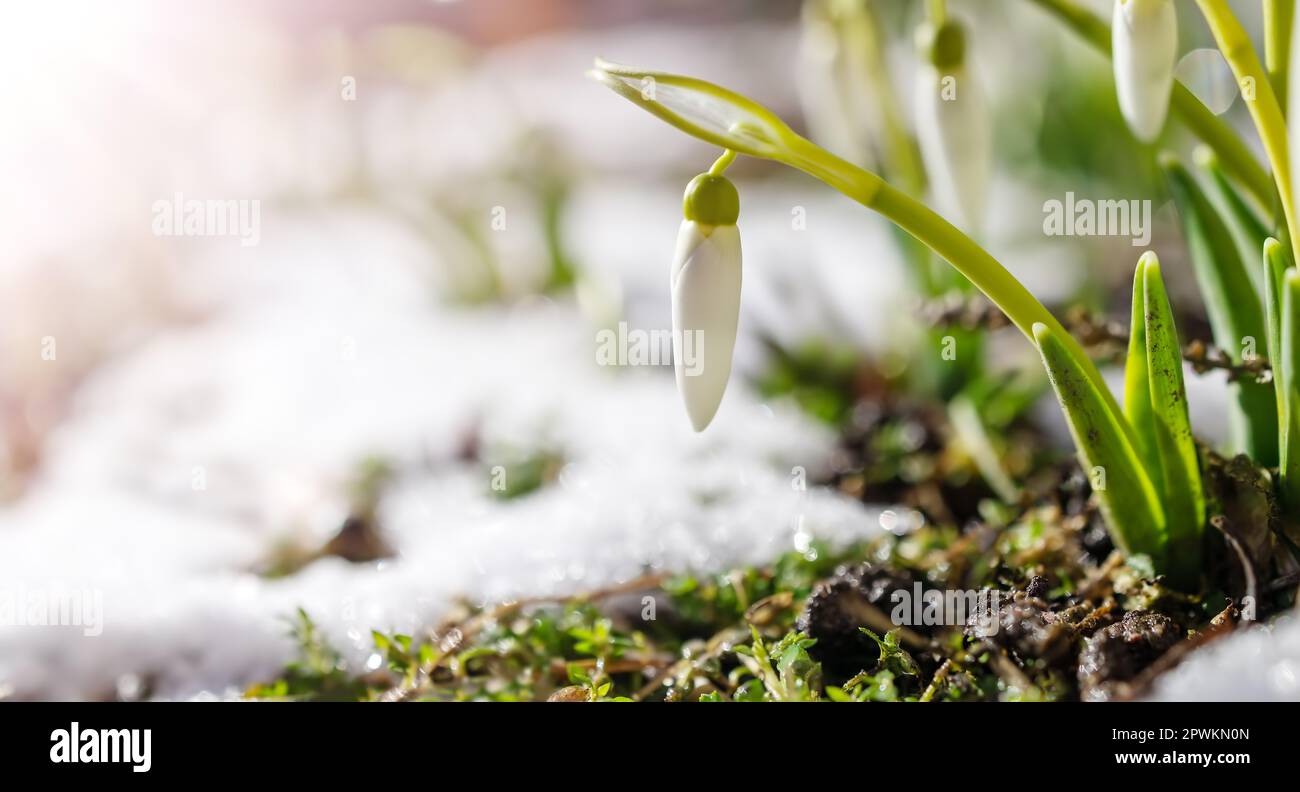 Snowdrop flowers blooming in the snowdrift in the park. View of the ...