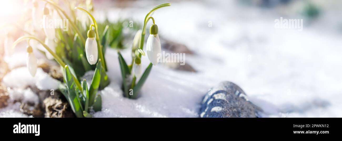 Snowdrop flowers blooming in the snowdrift in the park. View of the ...