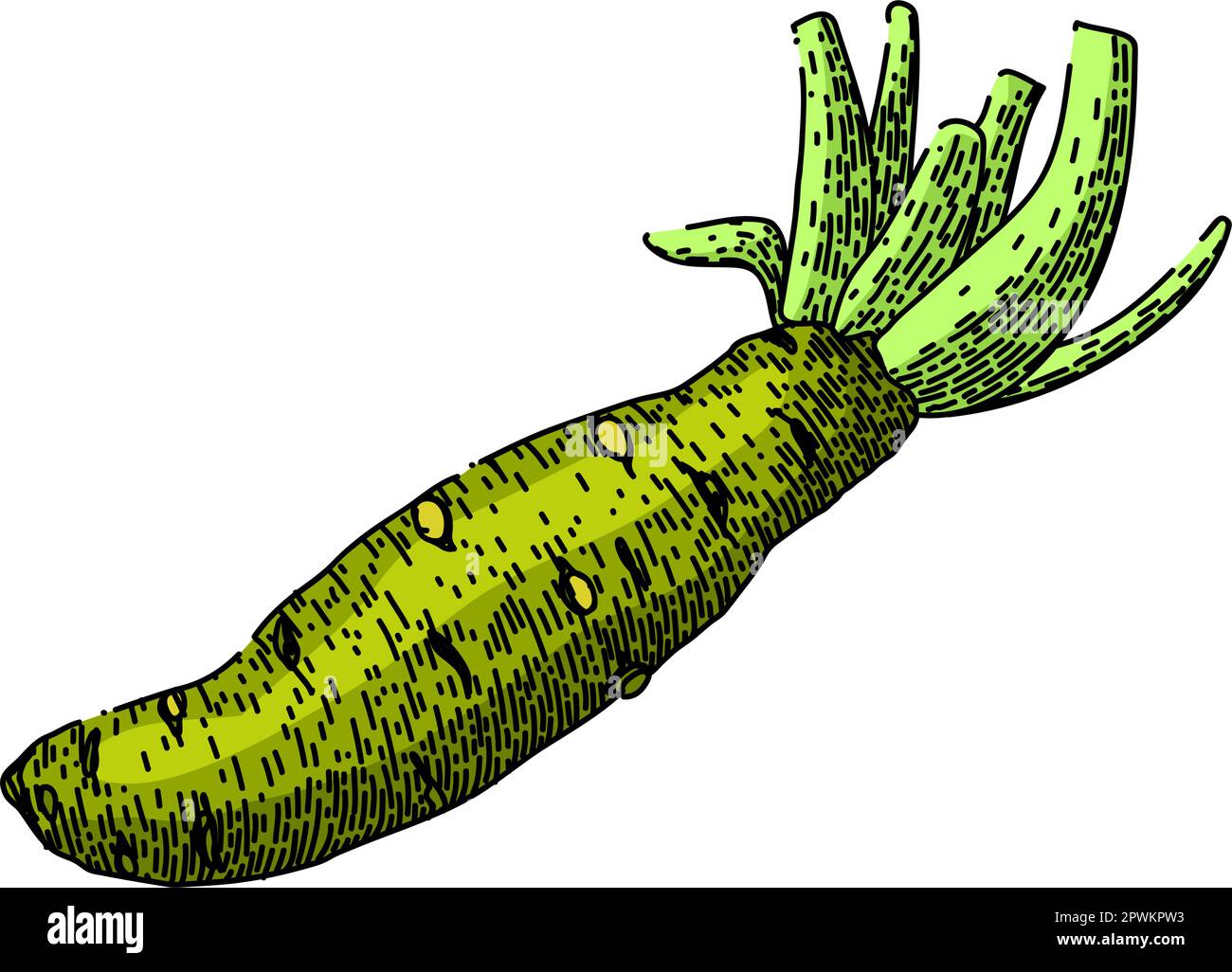 wasabi root hand drawn. green sushi, food japan, ingredient asian ...