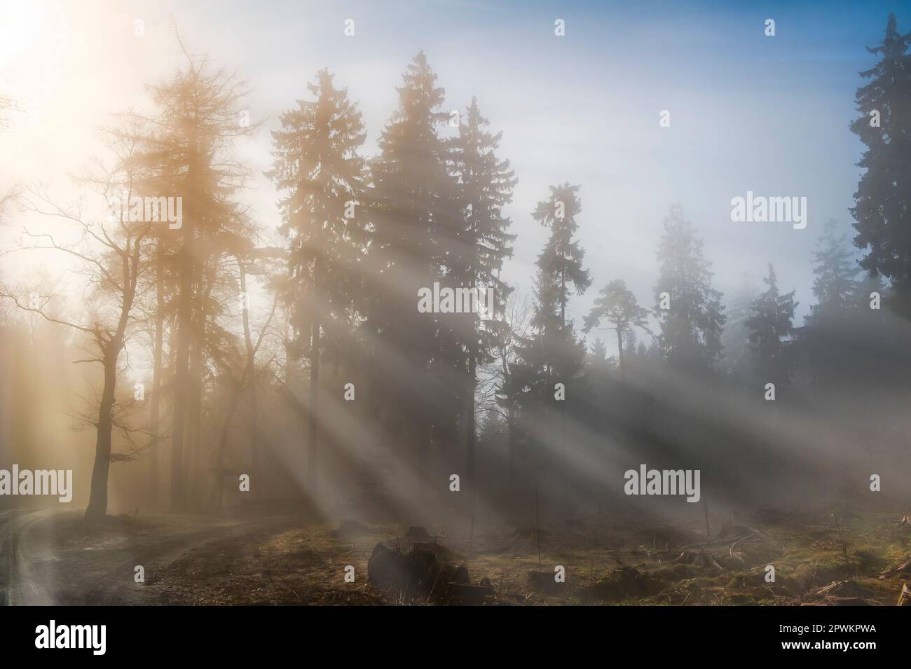 The light rays of the morning sun or evening sun penetrate the haze in ...