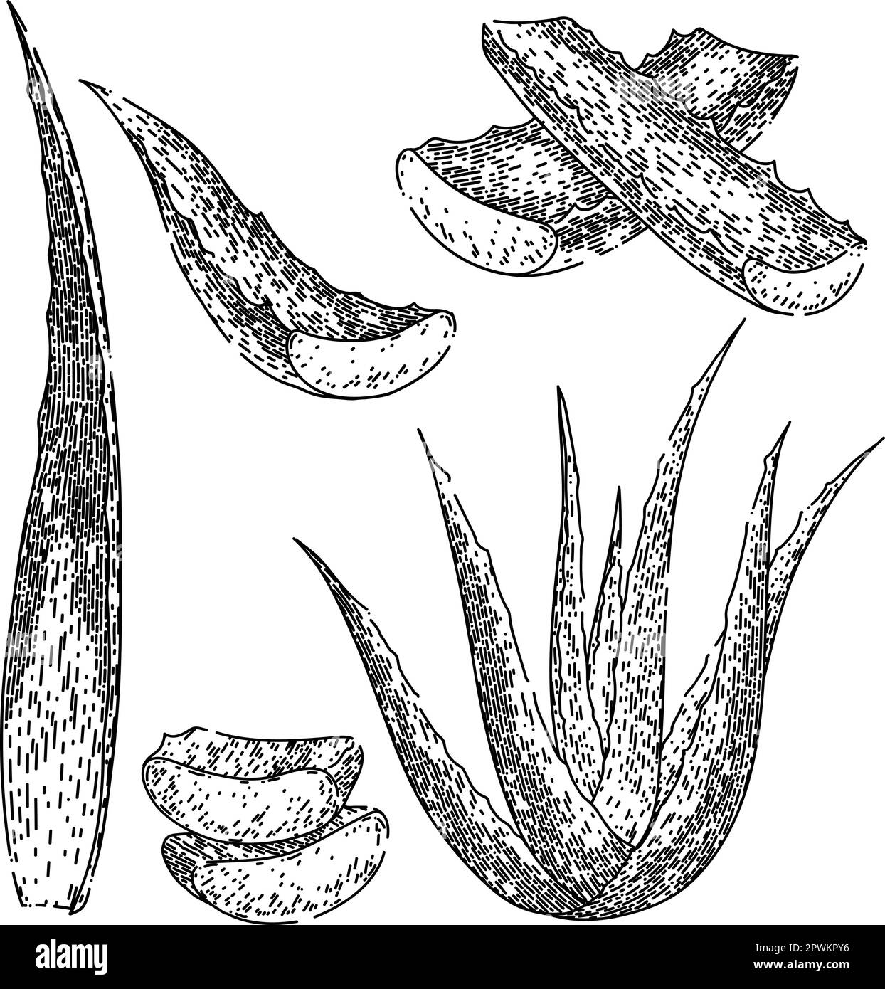 Top view aloe vera Black and White Stock Photos & Images - Alamy