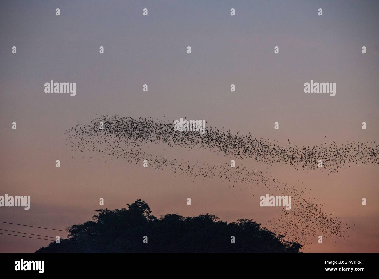 One Million Bat fly out of the Kang Khao Cave at the Wat Khao Chong ...