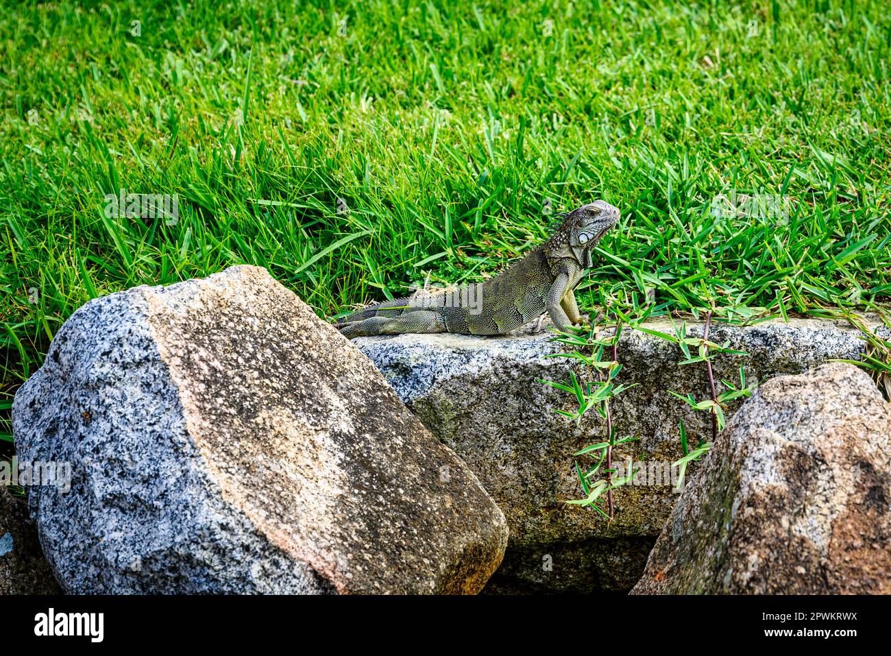 Lizards on the stones in the harbor in Aruba in the Caribbean Stock ...