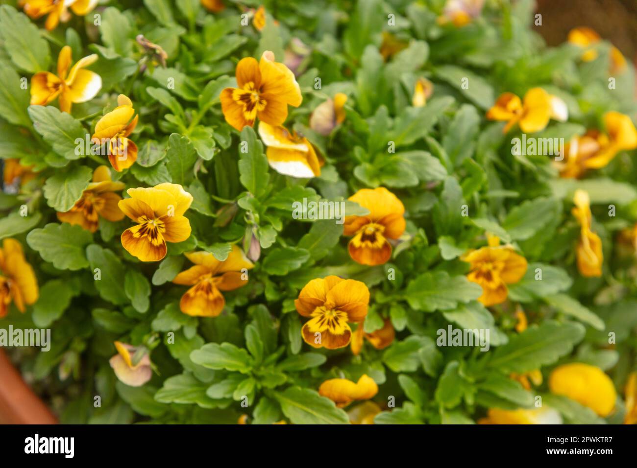 Unique, delightful and eye catching Viola ‘Honeybee’ in flower. Natural ...