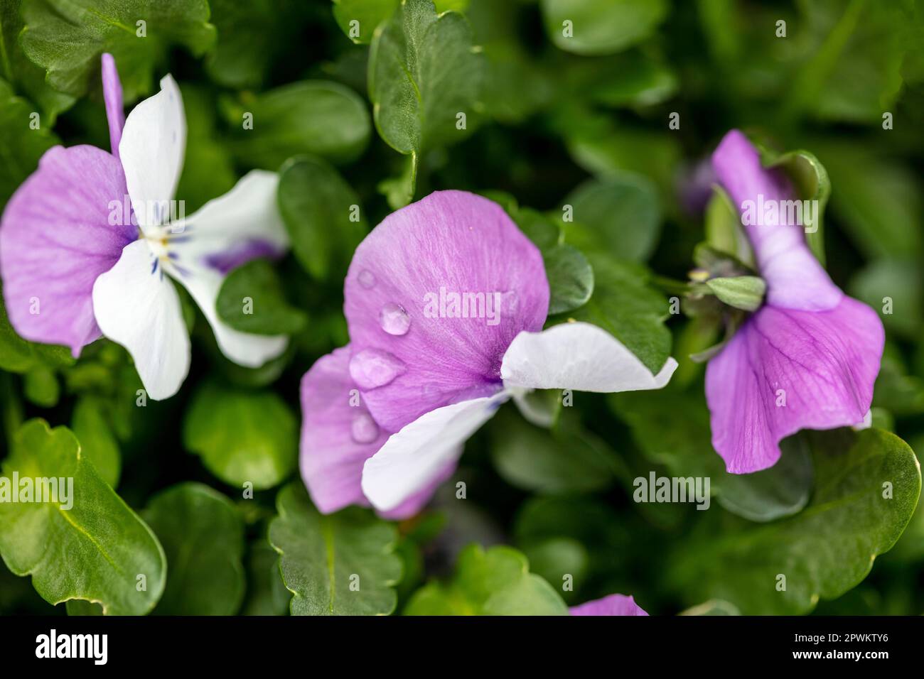 Radiant patterns of flower beds hi-res stock photography and images - Alamy