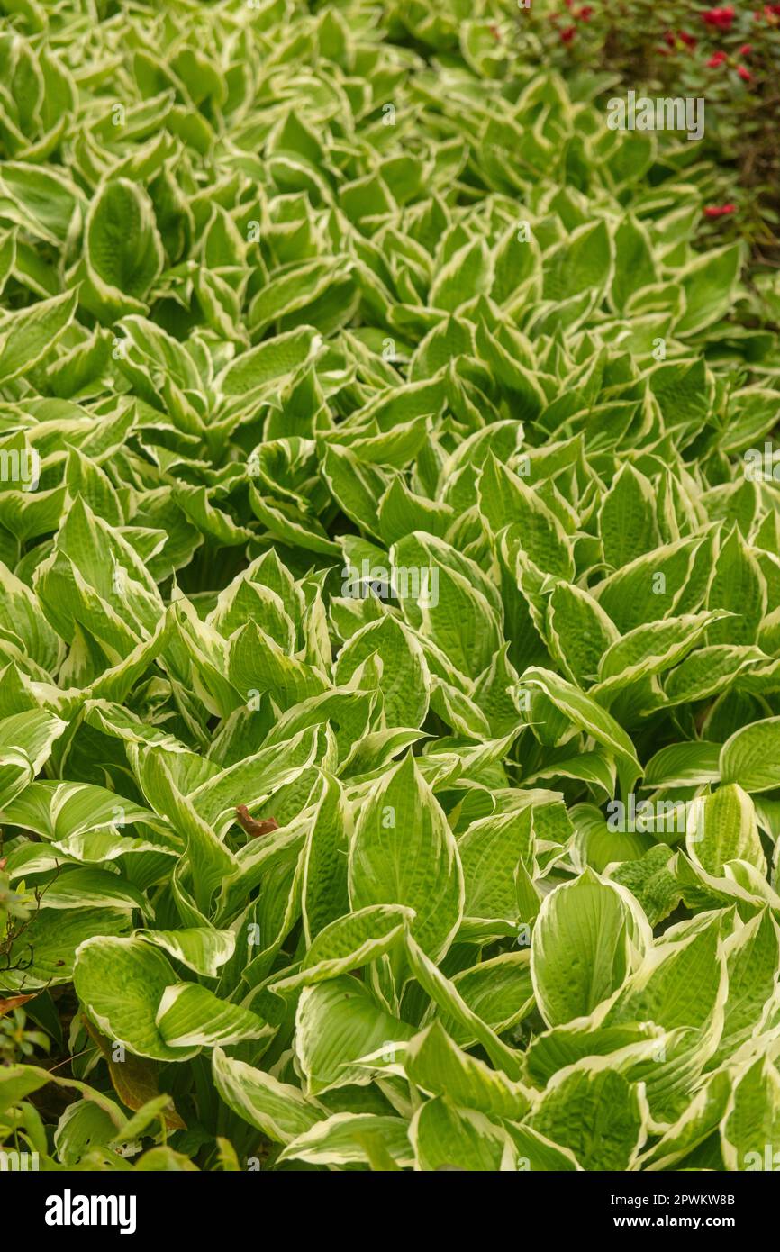 Naturally patterned Hosta Fortunei – Albomarginata, in spring Stock ...