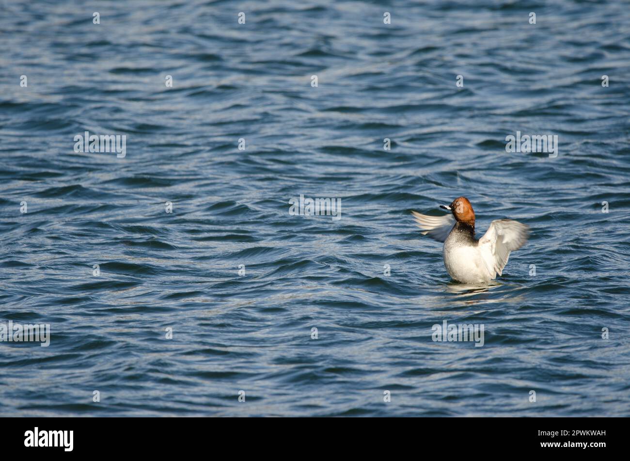 Male common pochard Aythya ferina flapping its wings. Lake Yamanako ...