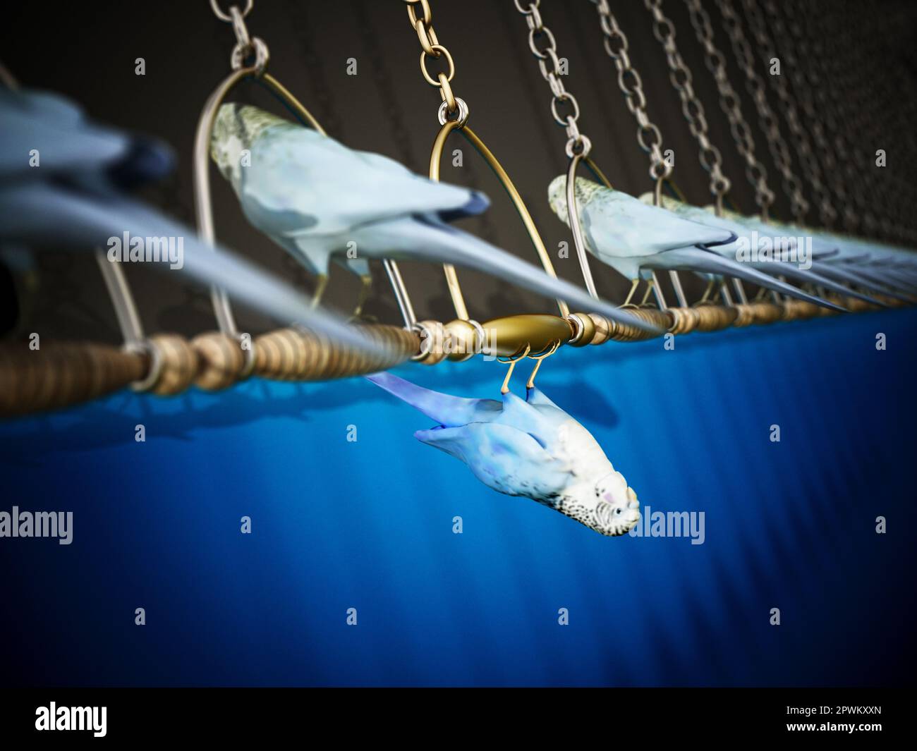 Different bird stands hi-res stock photography and images - Alamy