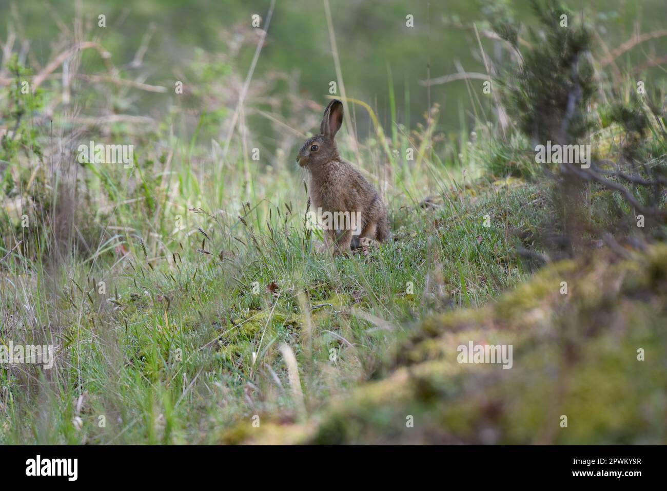 Hare in the forest hi-res stock photography and images - Alamy
