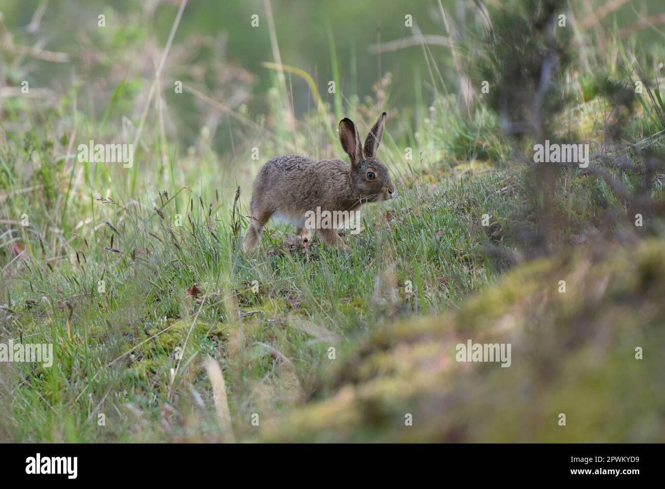 view of a hare in the forest of fontainebleau in France Stock Photo - Alamy