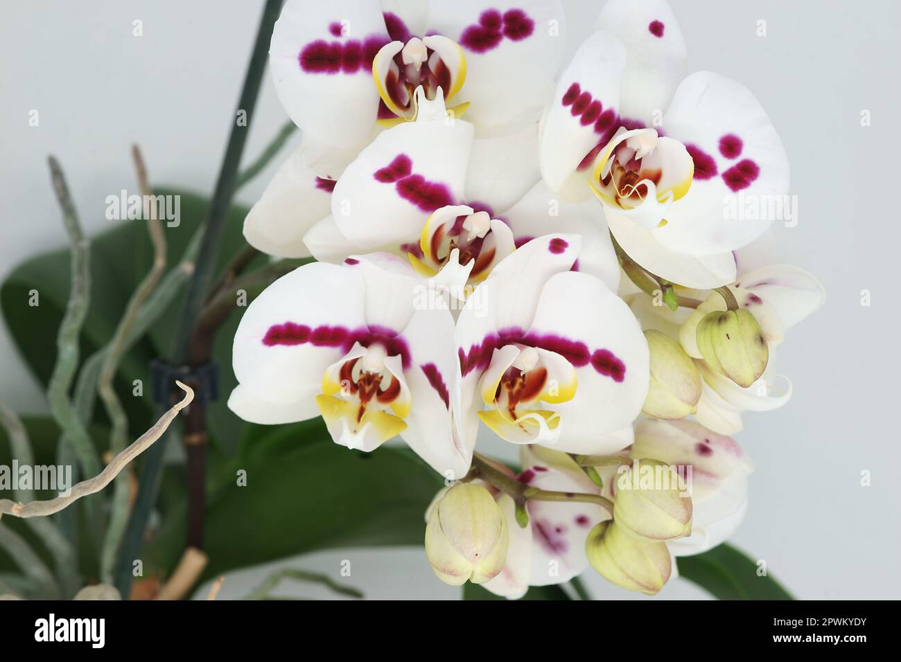 Plant: Multiple flower branches on single phalaenopsis orchid spike and ...