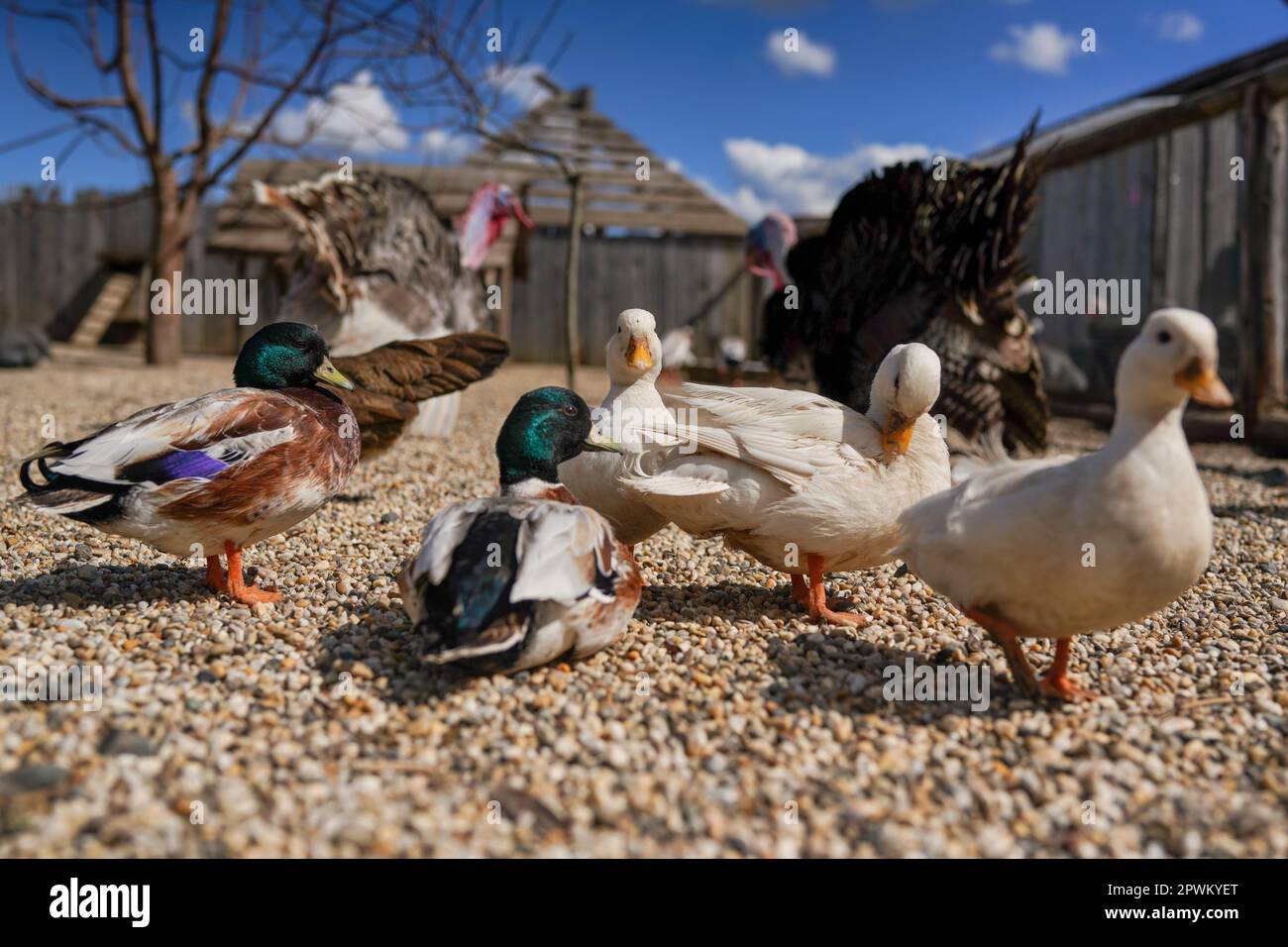 Group of ducks on small round stones ground, blurred farm background ...