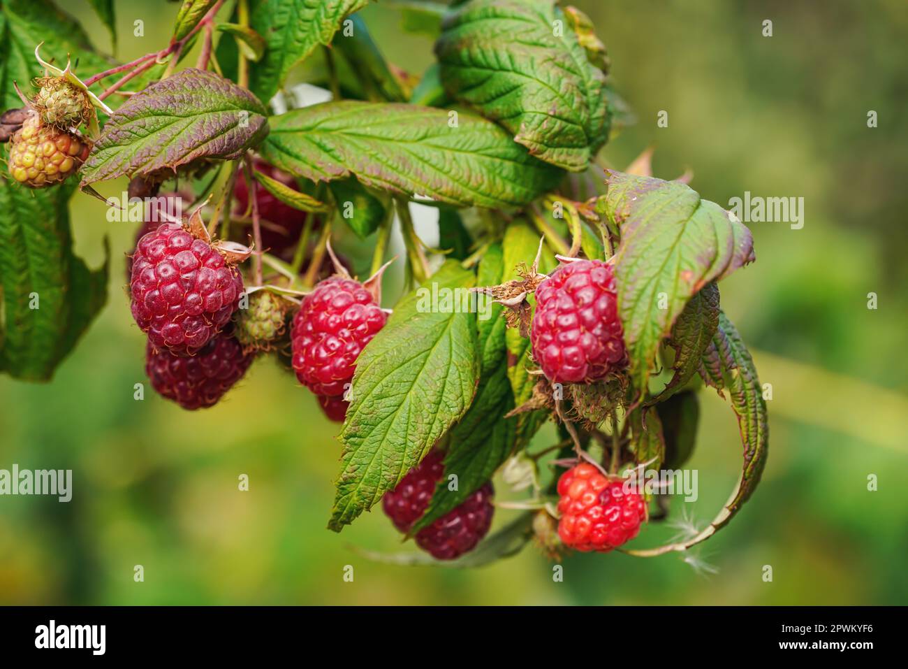 Sun shines to fresh ripe raspberries growing in garden, closeup detail ...