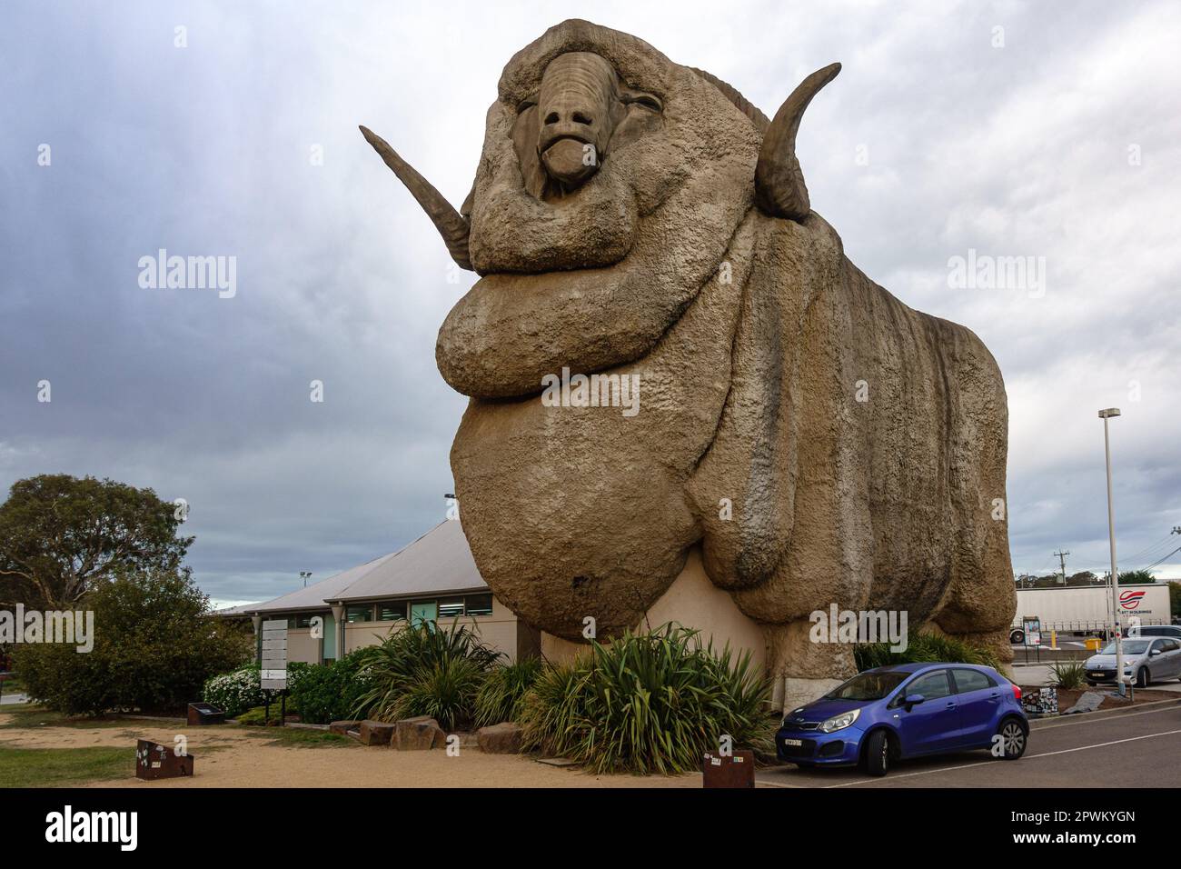 Australian merino hi-res stock photography and images - Alamy