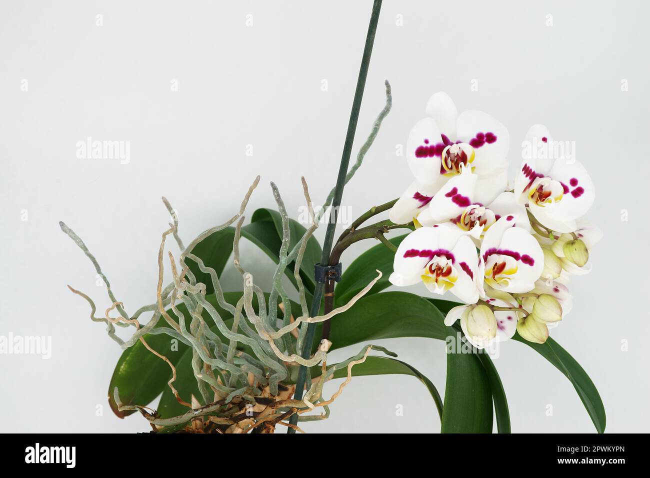 Plant: Multiple flower branches on single phalaenopsis orchid spike and ...