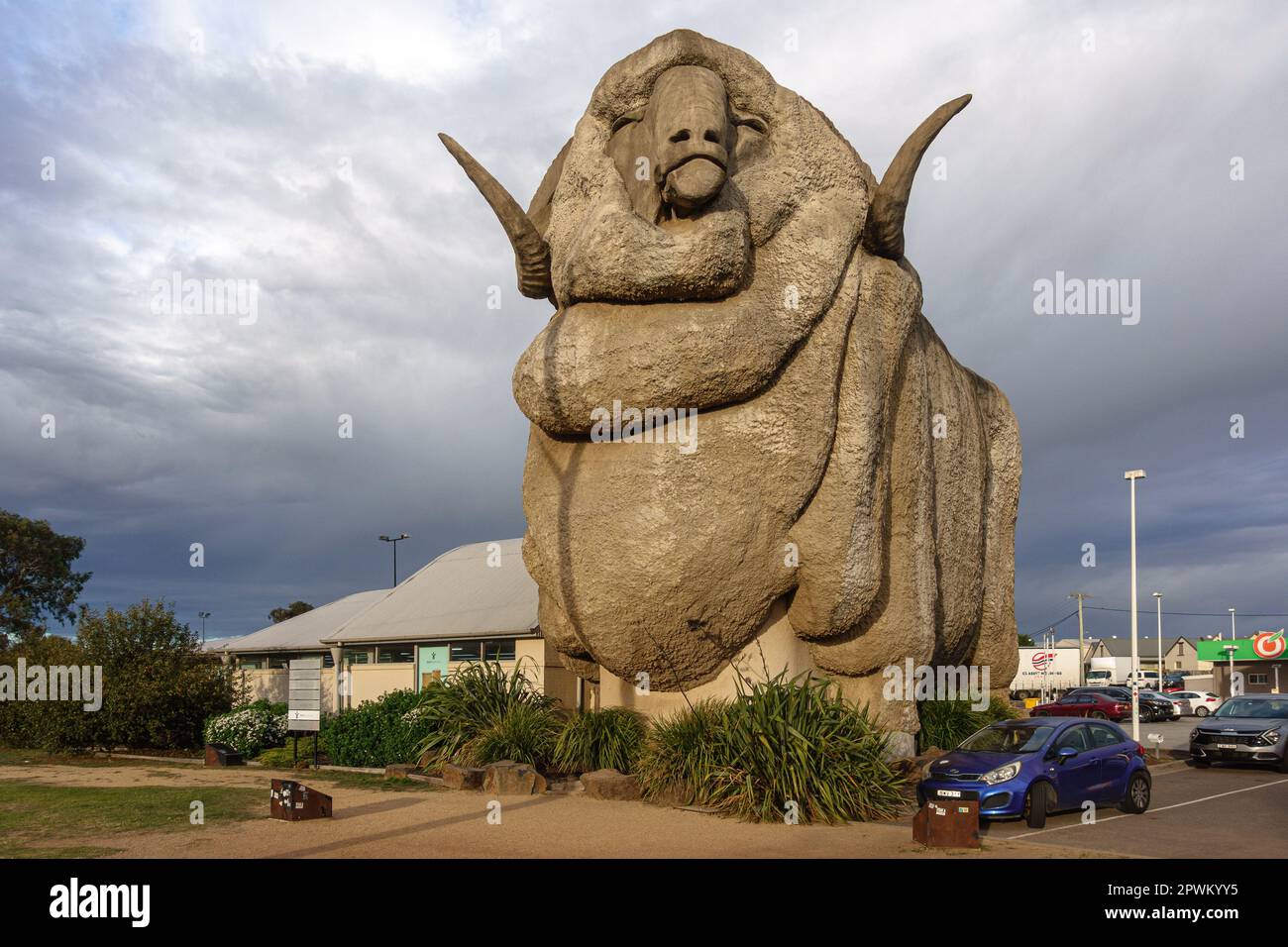 Australian merino hi-res stock photography and images - Alamy