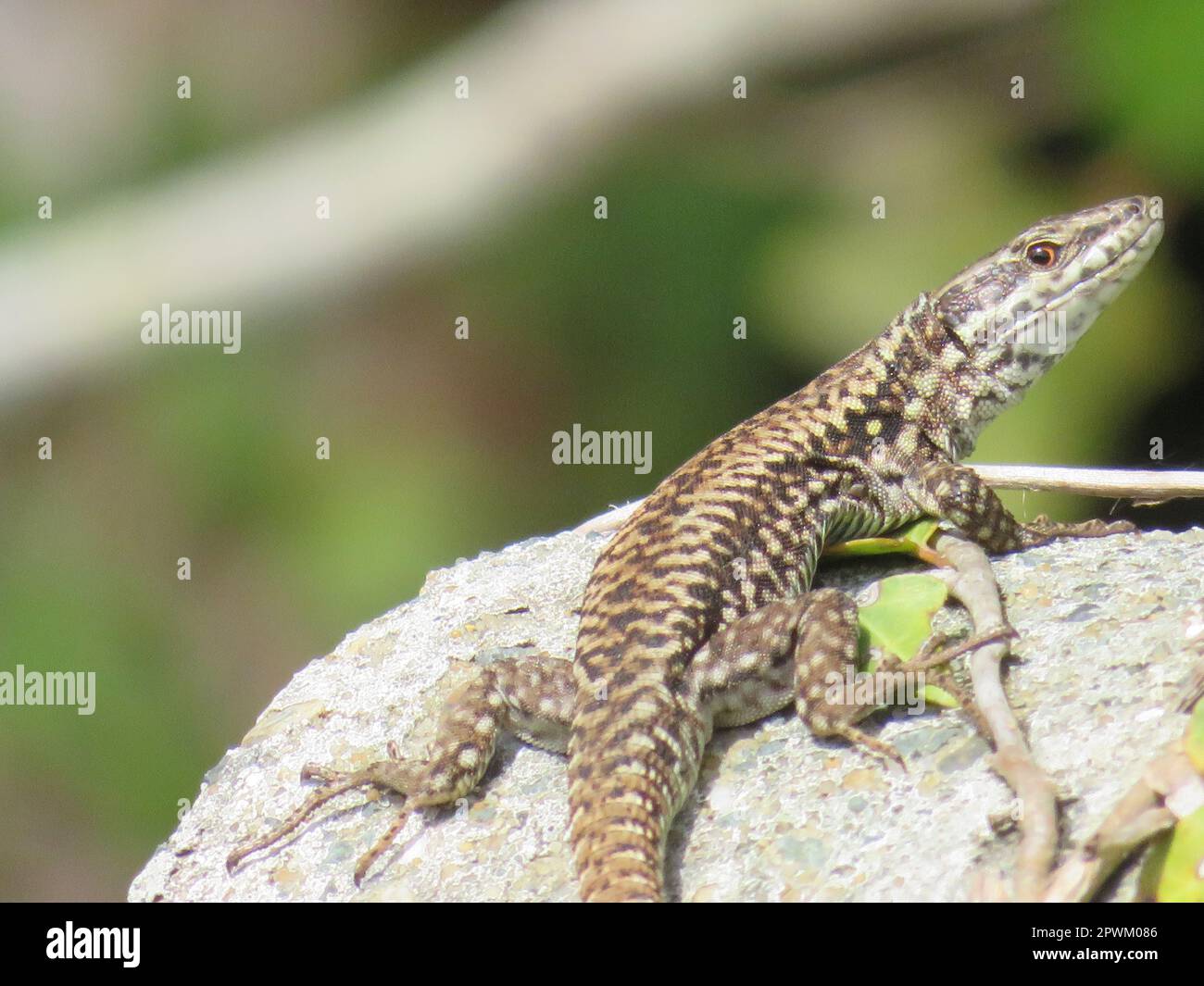 reptile lizard animal camouflage motionless predatory observation Stock ...