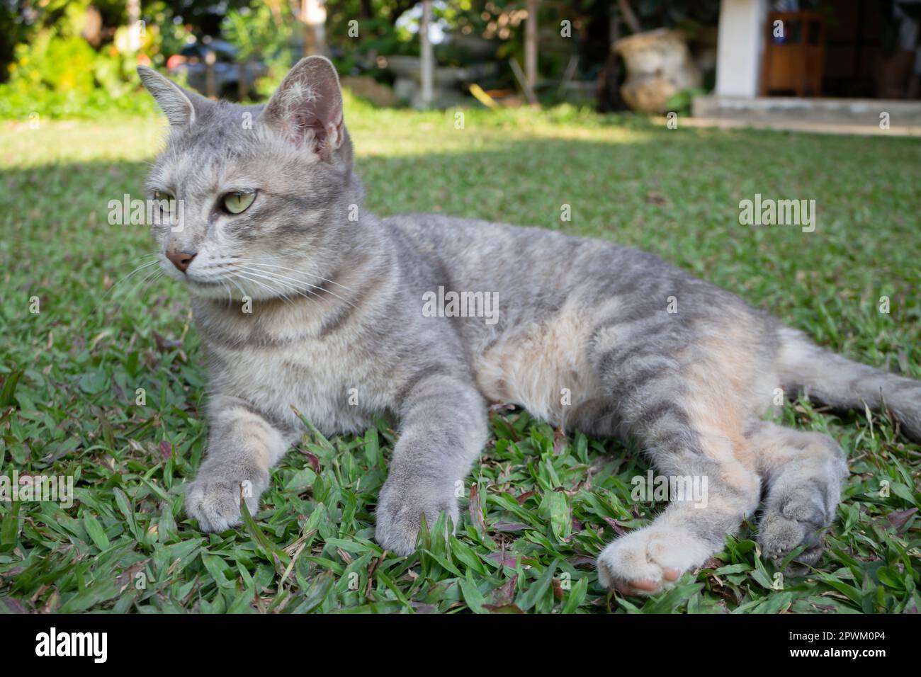 Thai local village cat in many action, stock photo Stock Photo - Alamy