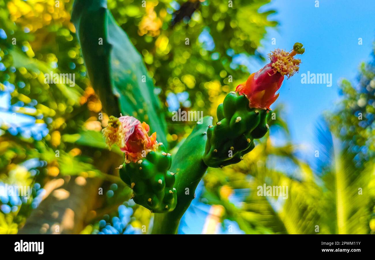 Tropical mexican cacti cactus jungle plants trees and natural forest ...