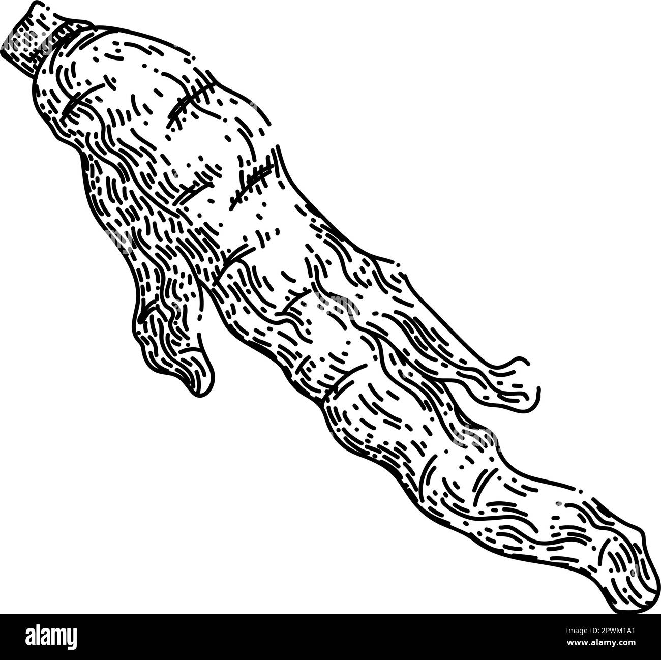 ginseng root dry hand drawn. herbal herb, nature leaf, plant health ...