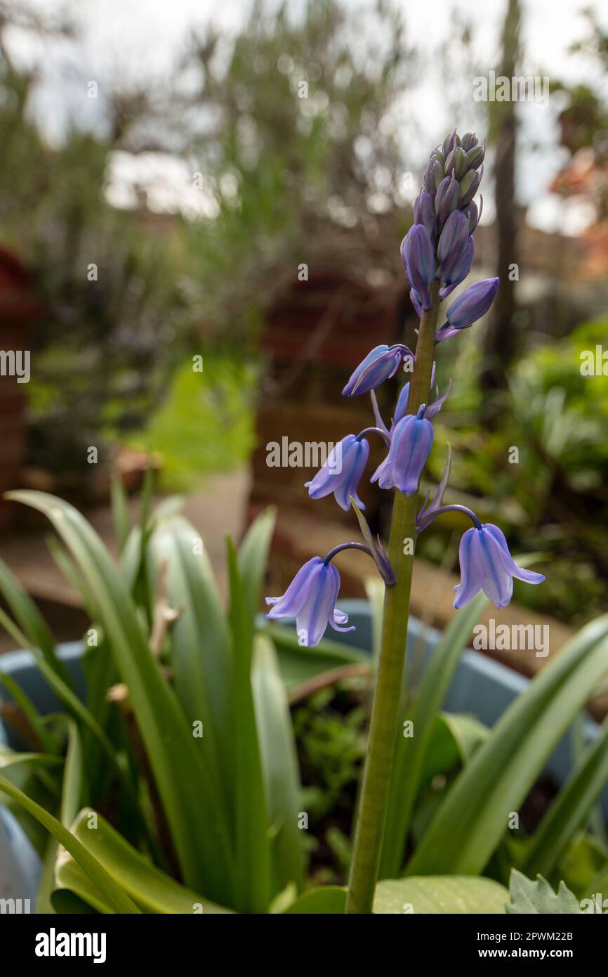 Close up natural flowering plant portrait of Spanish bluebell ...