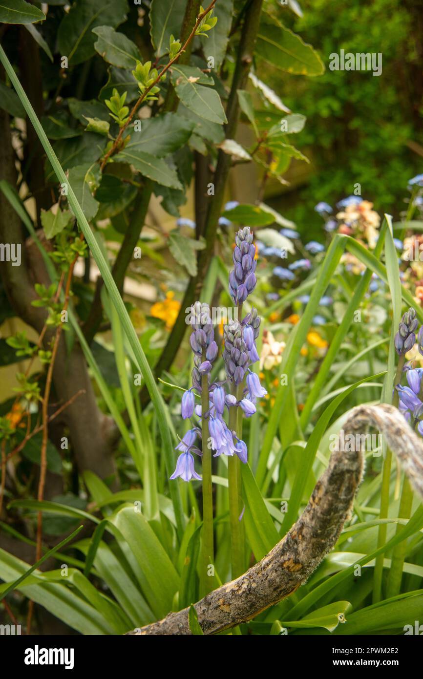 Close up natural flowering plant portrait of Spanish bluebell ...