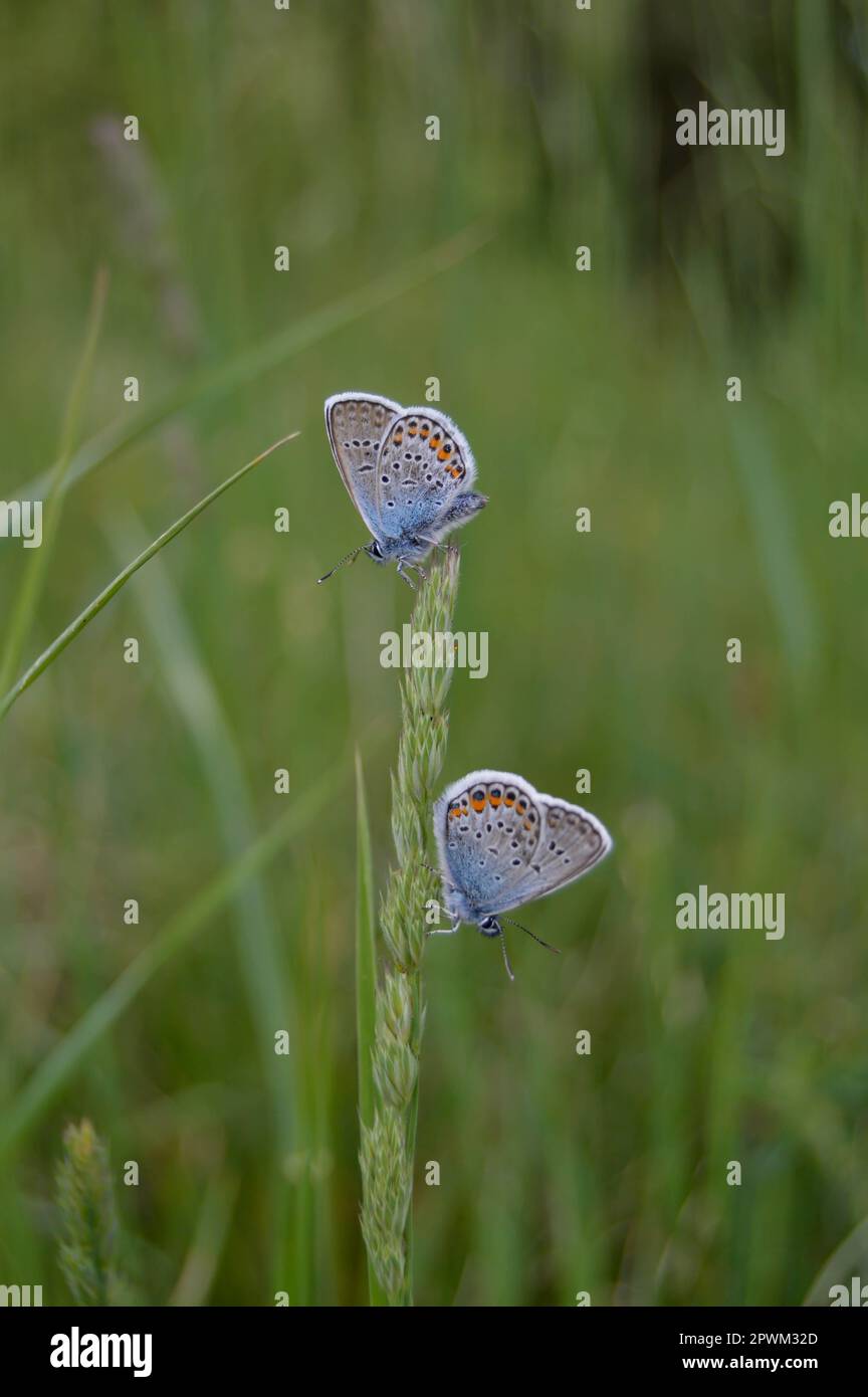 Two blue butterflies on a plant in nature, in a pair, underide visible ...