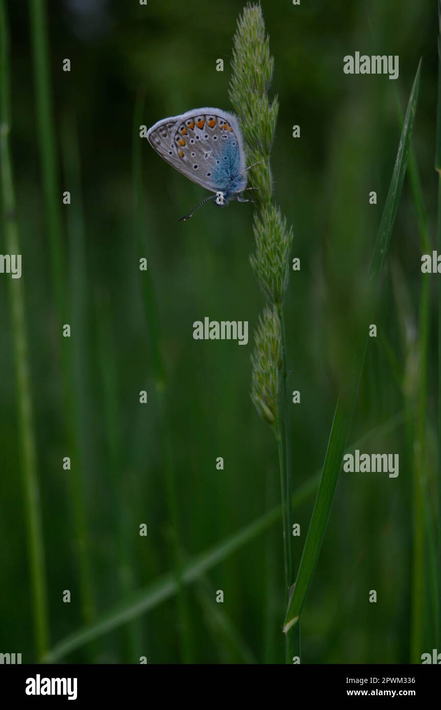 Karner Blue Butterfly Caterpillar
